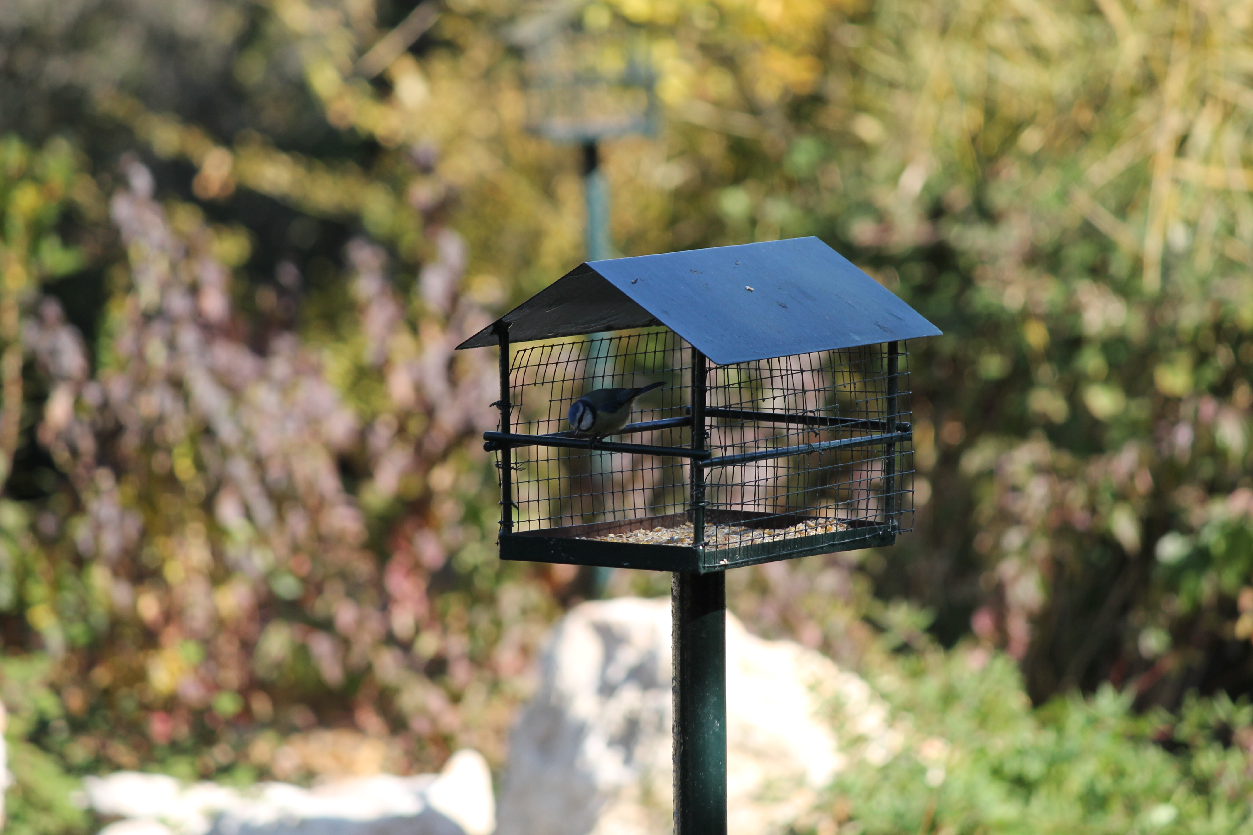 Comederos de aves en pro de la biodiversidad – Centro de Educación ...