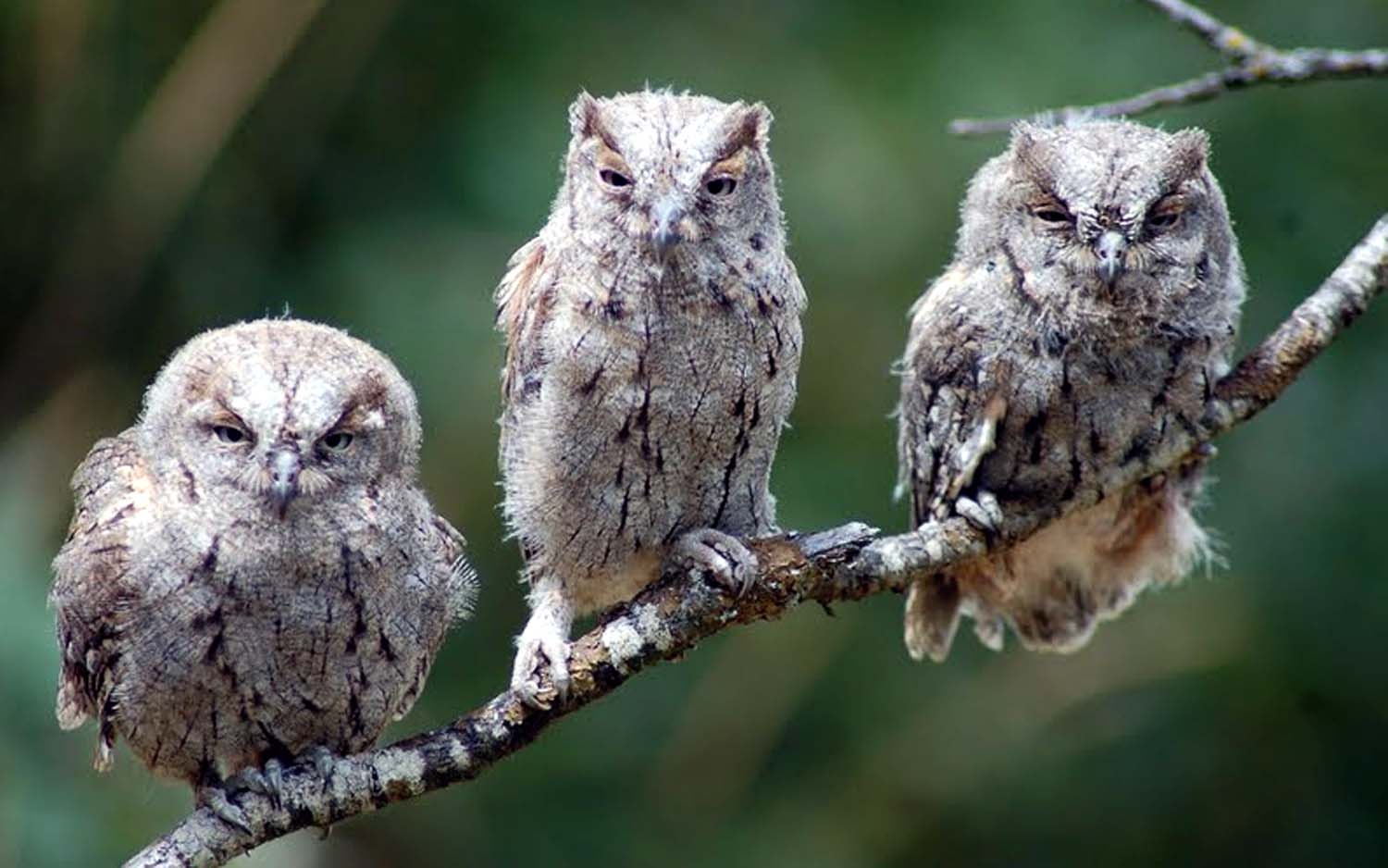 WEBINAR: Autillo europeo: conservación en áreas urbanas - Centro de ...