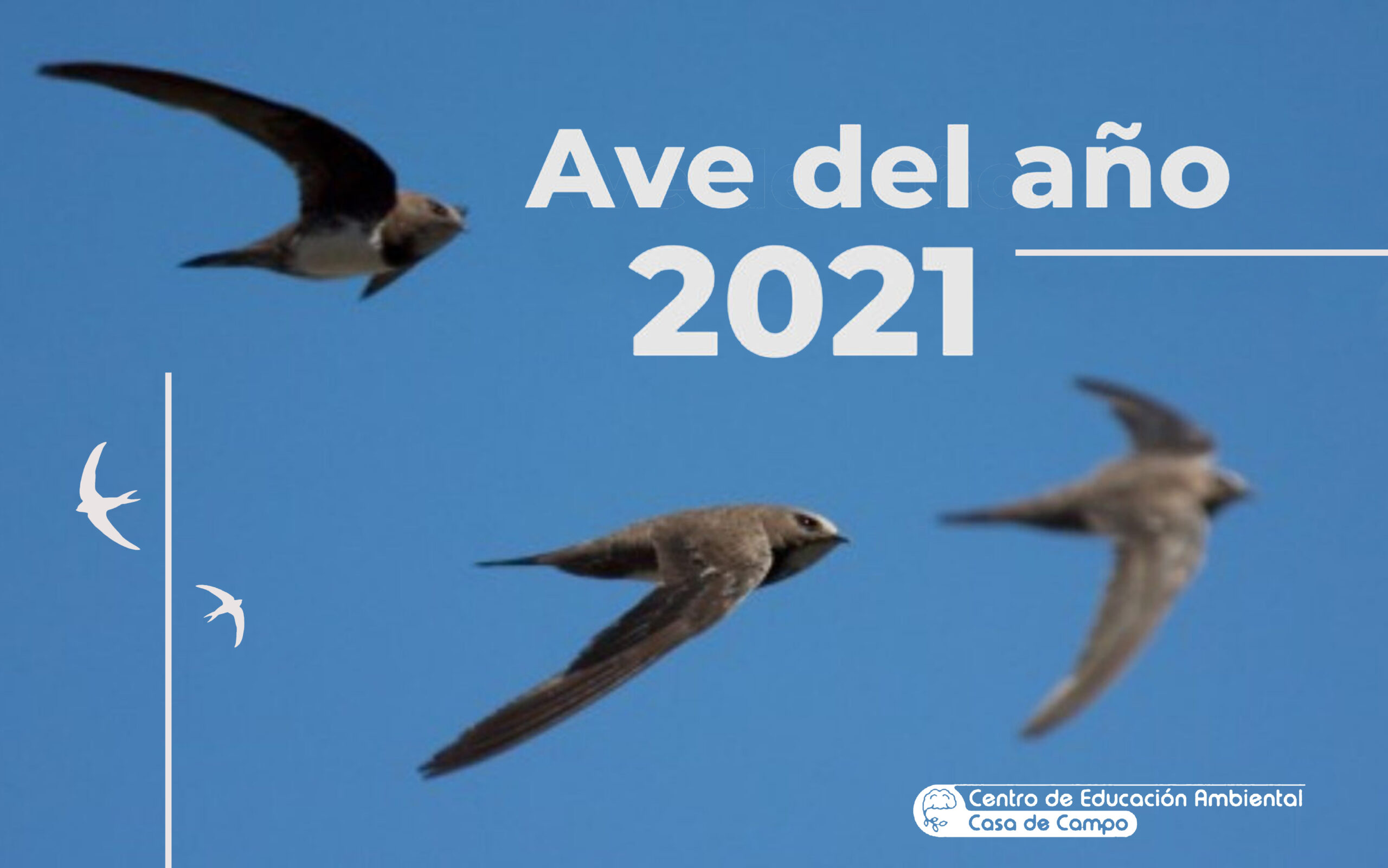 ¡El vencejo común es el ave del año! – Centro de Educación Ambiental de ...