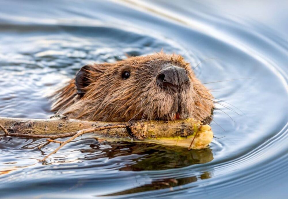 Día Internacional del Castor - Centro de Educación Ambiental de Casa de ...