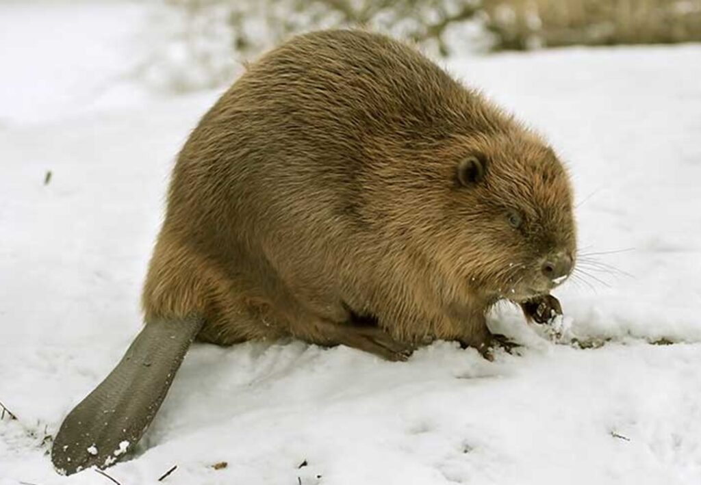 Día Internacional del Castor - Centro de Educación Ambiental de Casa de ...