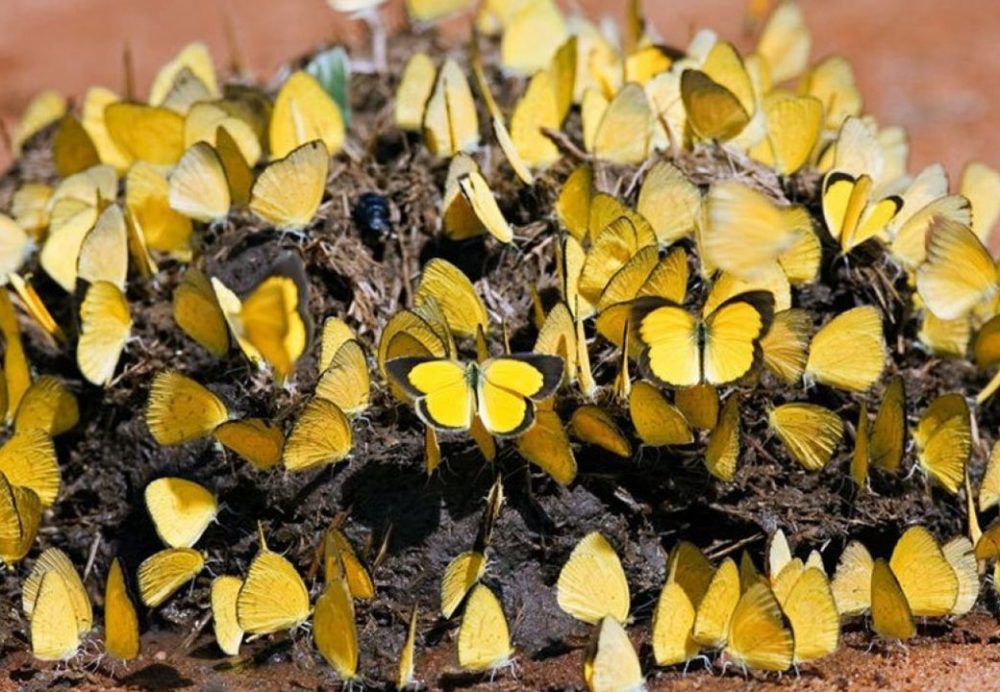 WEBINAR: Escarabajo pelotero y otros coprófagos – Centro de Educación ...