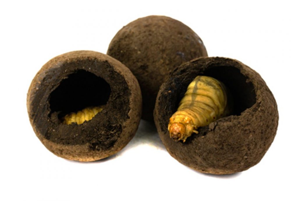 WEBINAR: Escarabajo pelotero y otros coprófagos – Centro de Educación ...