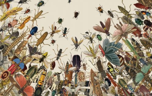 Increíble Mundo Insecto (Especial Familias) – Centro de Educación ...