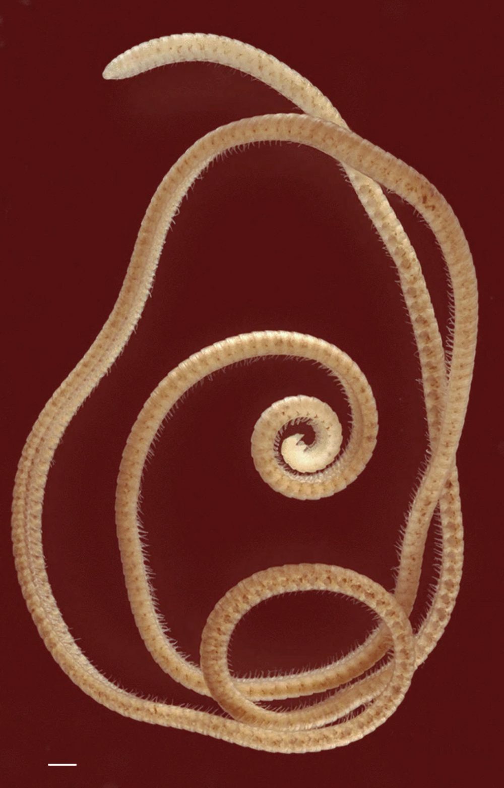 WEBINAR: Miriápodos – Centro de Educación Ambiental de Casa de Campo