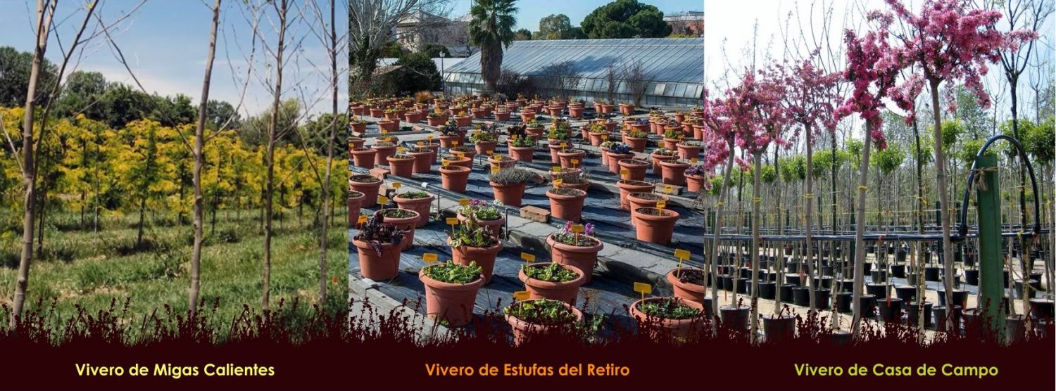WEBINARIO: Pasado, presente y futuro del Vivero Municipal de Casa de Campo – Centro de Educación ...