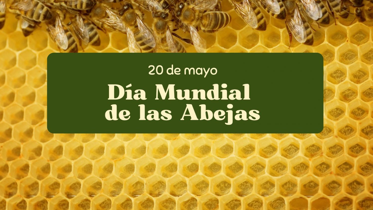 Día Mundial de las Abejas – Centro de Educación Ambiental de Dehesa de ...