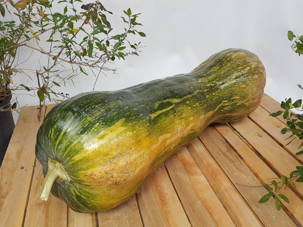 Resultado VII Concurso de Calabazas Gigantes y Raras 2020 – Centro de ...