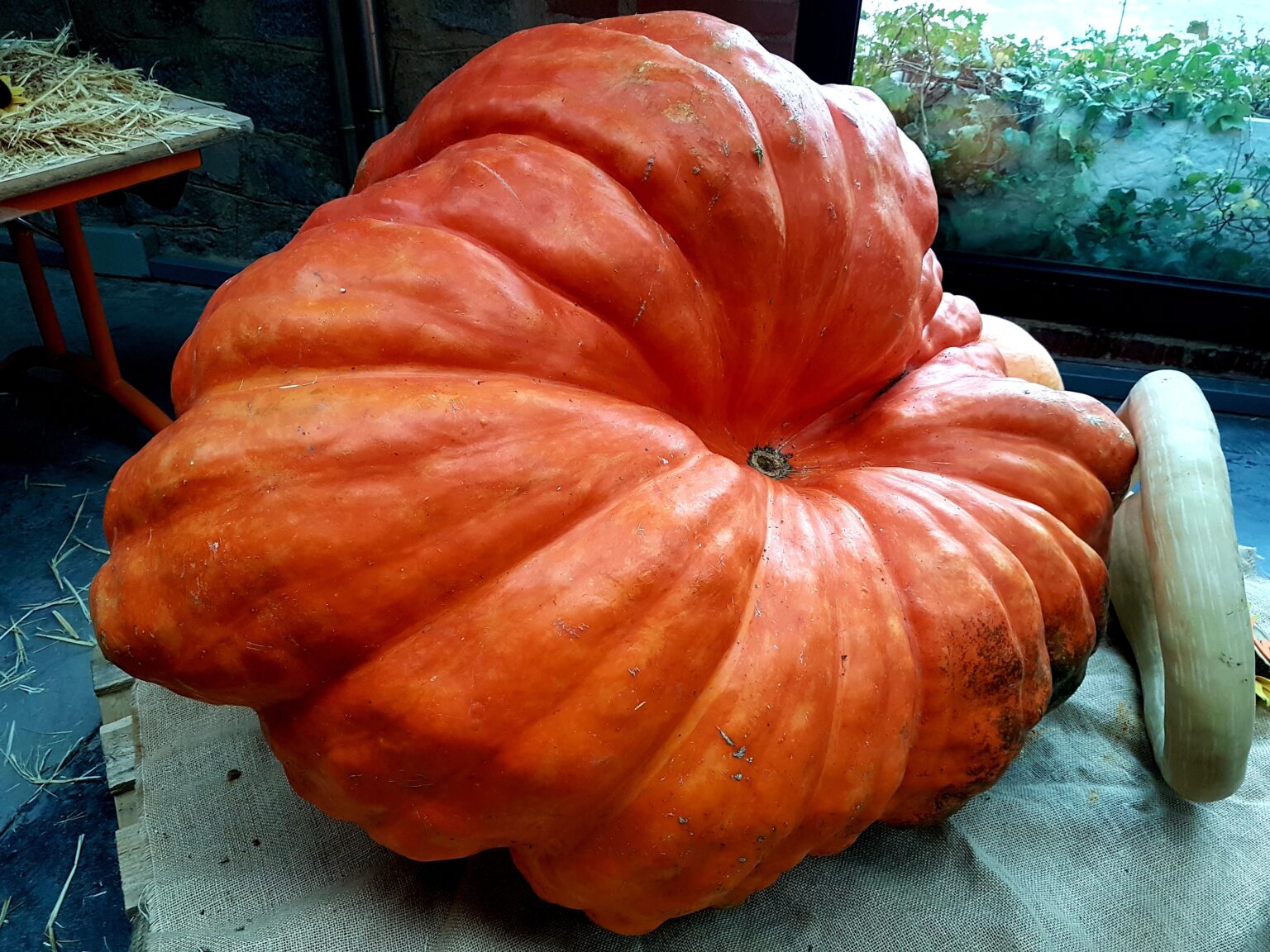 Resultado VII Concurso de Calabazas Gigantes y Raras 2020 – Centro de ...