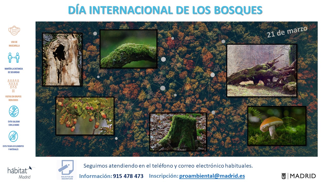 Día internacional de los Bosques ?? – Programa de Actividades Ambientales