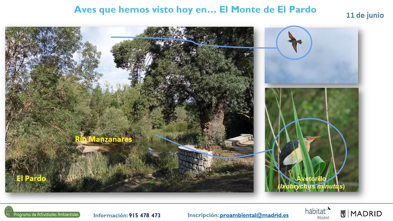 Aves que hemos visto hoy en... El Monte de El Pardo - 11/06/2023 ...