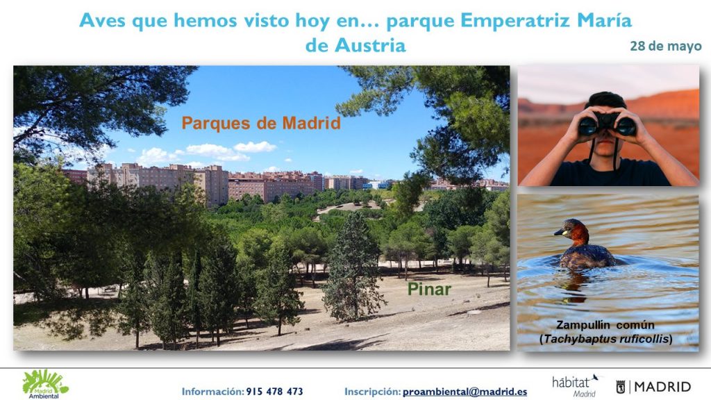 Aves que hemos visto hoy… Parque Emperatriz María de Austria – 28 de ...