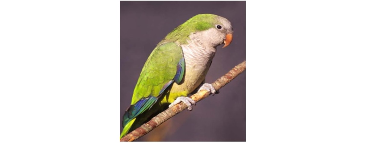 Identificando especies: GRAJILLA y COTORRA – Programa de Actividades ...