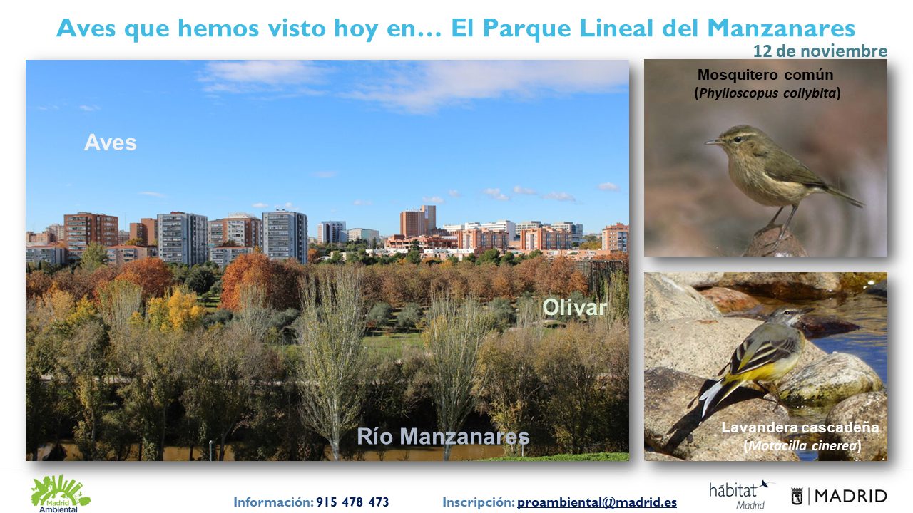 Aves que hemos visto hoy en… Parque Lineal del Manzanares – 12/11/2023 ...
