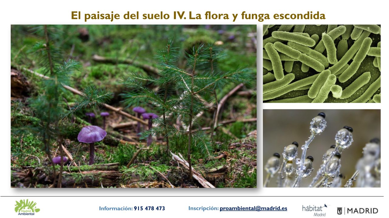 El paisaje del suelo IV. La flora y funga escondida – Programa de ...