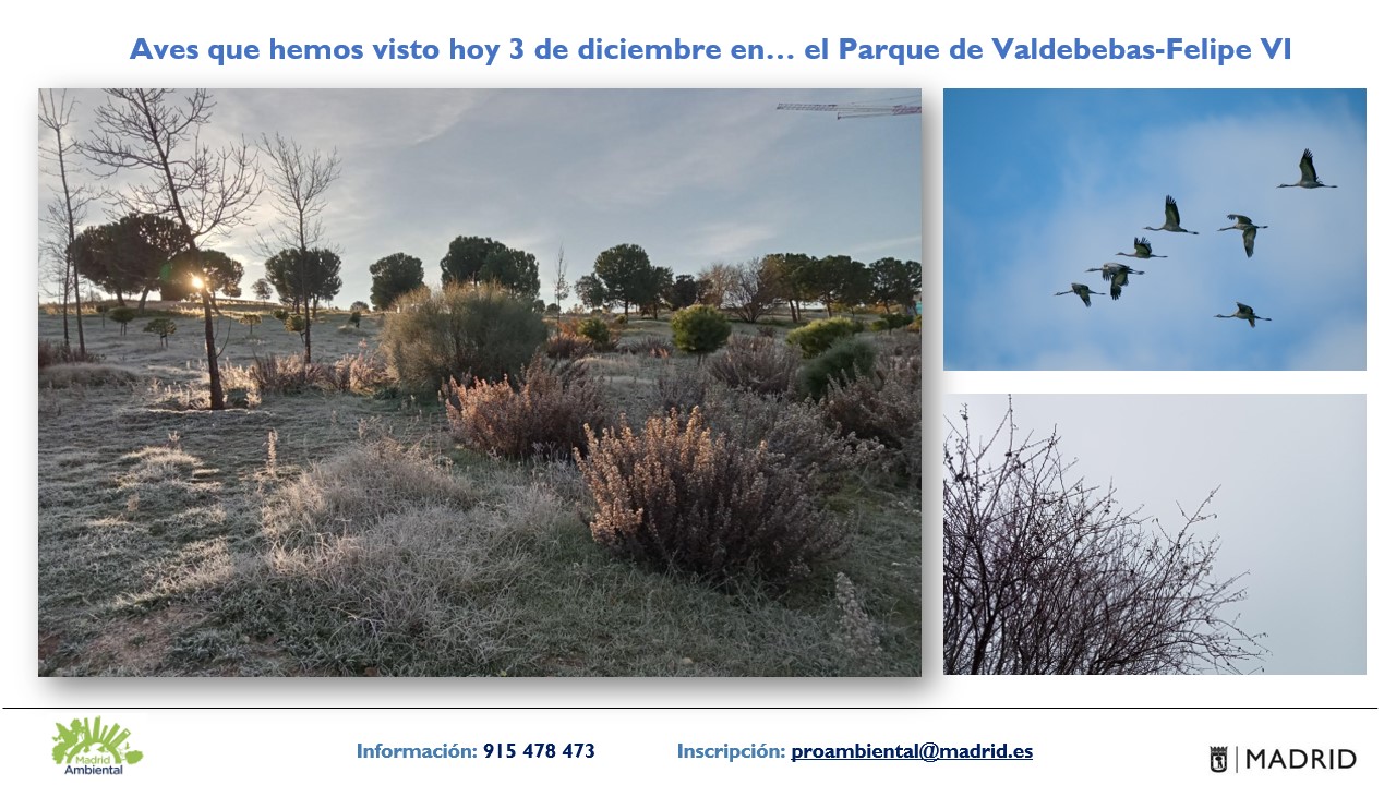 Aves que hemos visto en… Parque Forestal de Valdebebas-Felipe VI, 3/12 ...