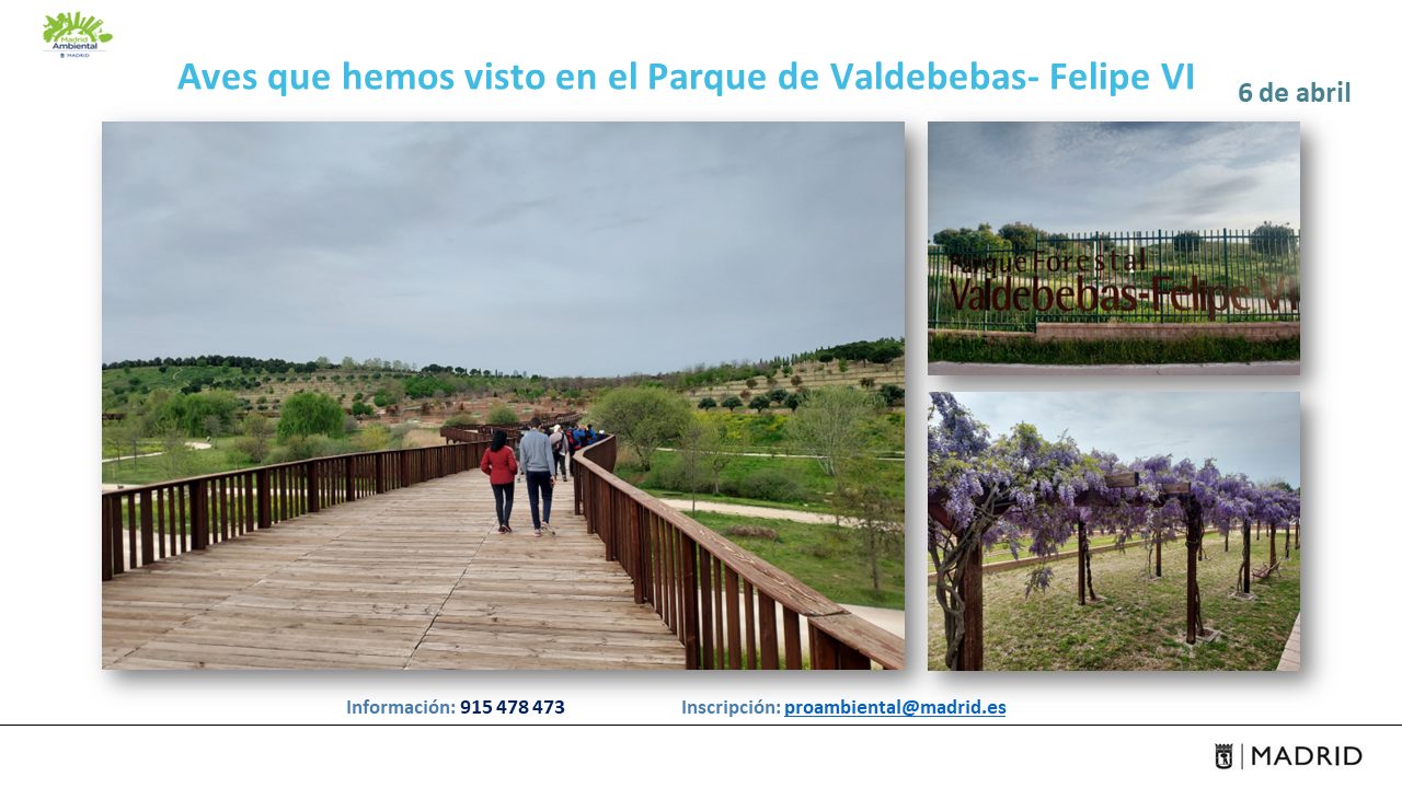 Aves que hemos visto hoy en…Parque Forestal de Valdebebas- Felipe VI ...