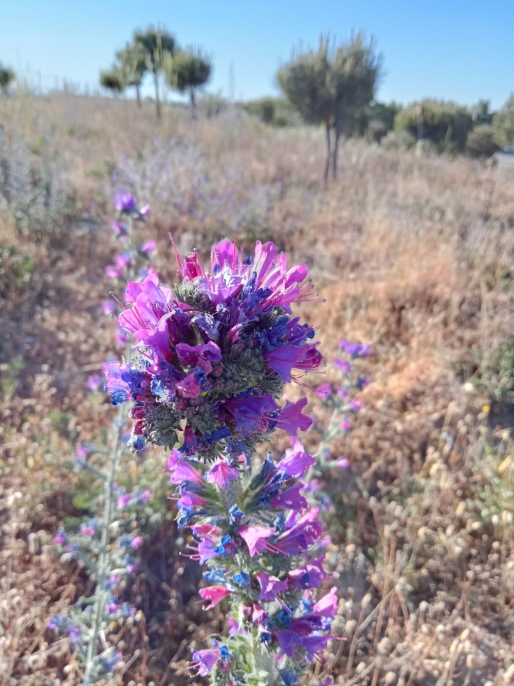 Aves que hemos visto hoy en… el parque Forestal Valdebebas-Felipe VI ...