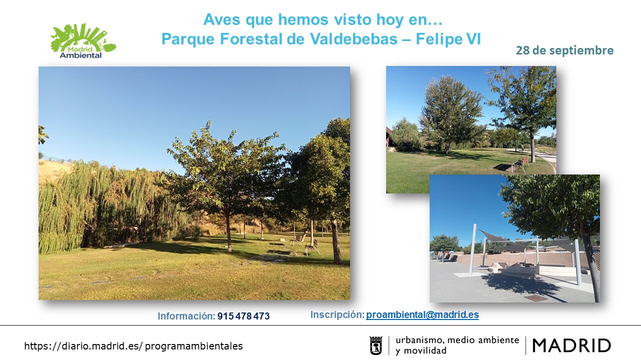 Aves que hemos visto hoy en… Parque Forestal de Valdebebas – Felipe VI ...