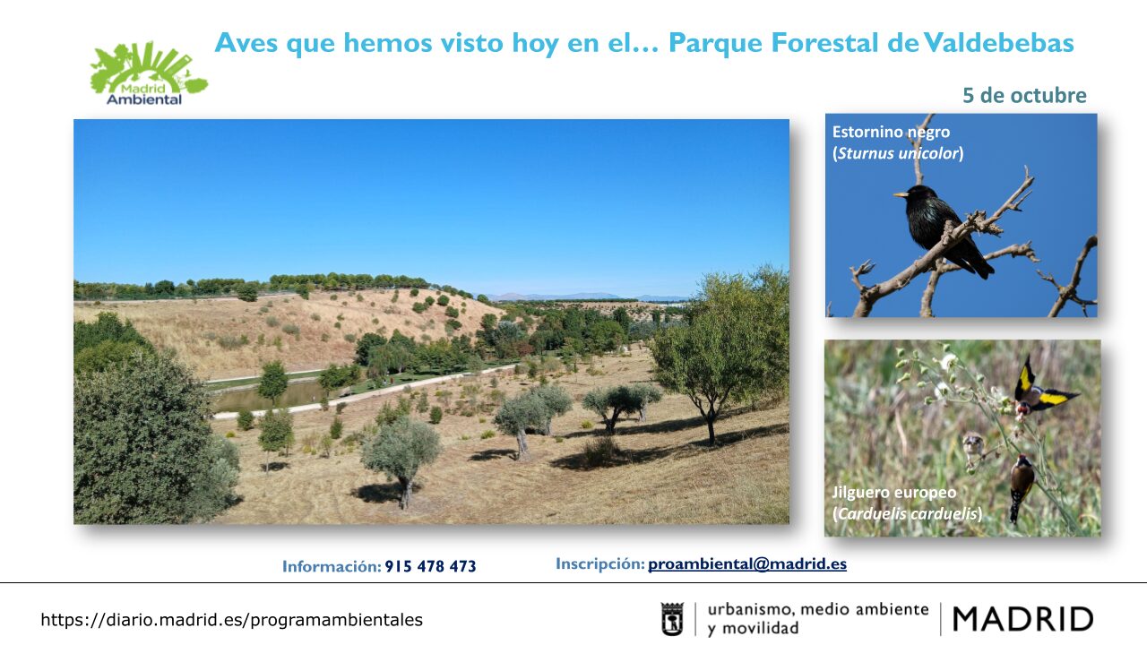 Aves que hemos visto hoy en… el Parque Forestal de Valdebebas - Felipe ...