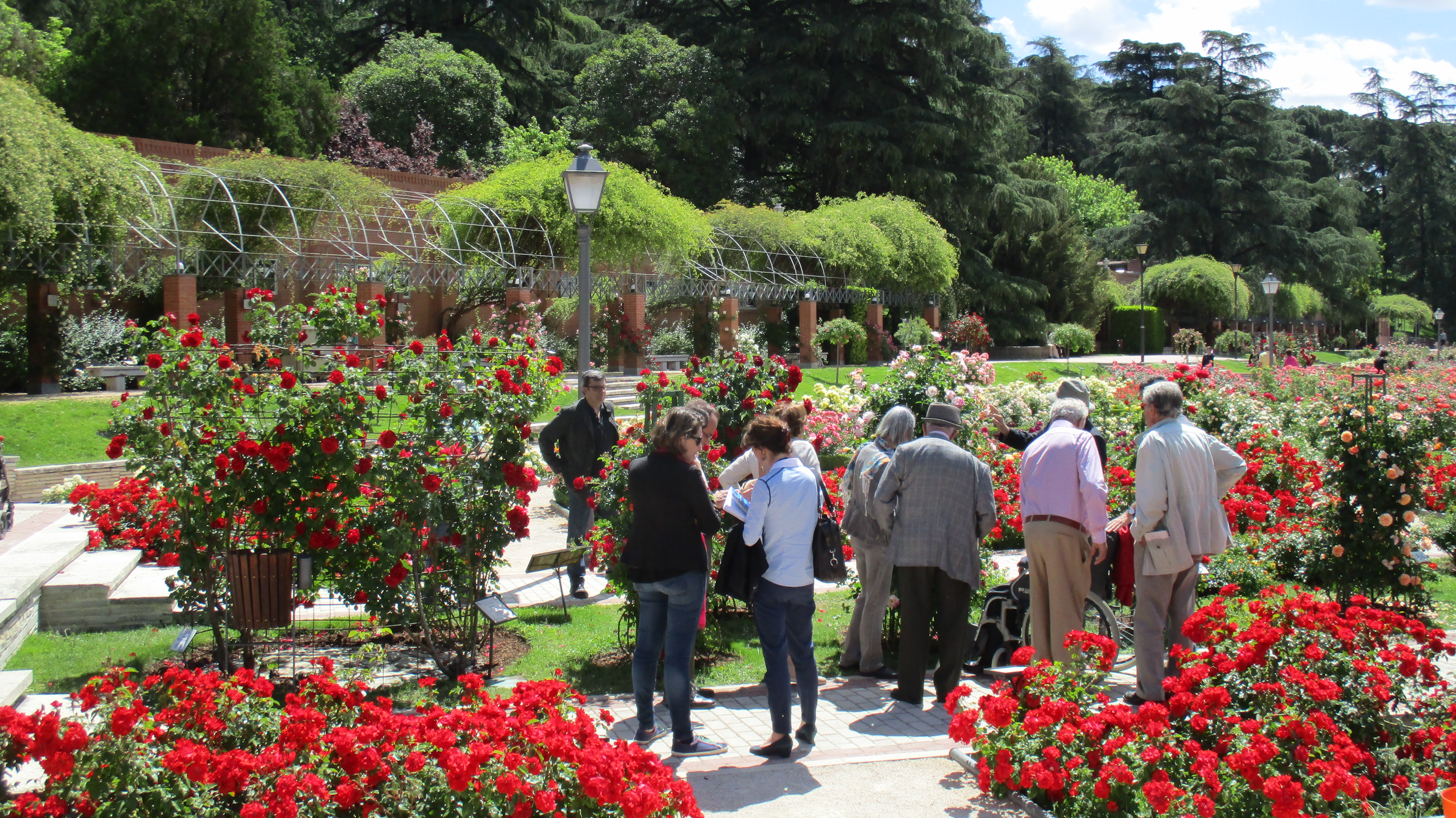 Ya está aquí la Fiesta de la Rosa, ¡ven a disfrutar y vota!