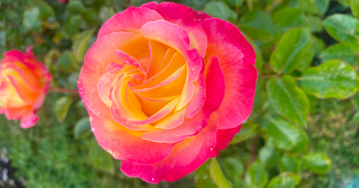 Un rosal italiano de tipo trepador se alza con el primer premio en la ...